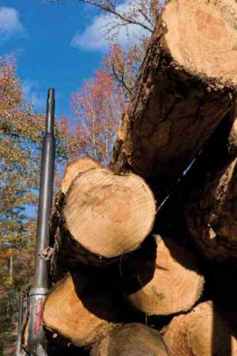 How to Sell Timber From Your Land - Grit